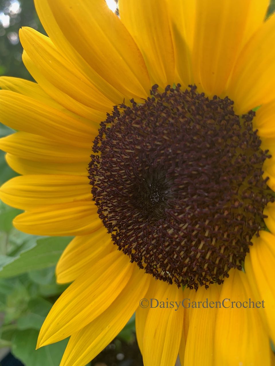 Splashes of Sun, the Sunray Dwarf Sunflower for Containers ...