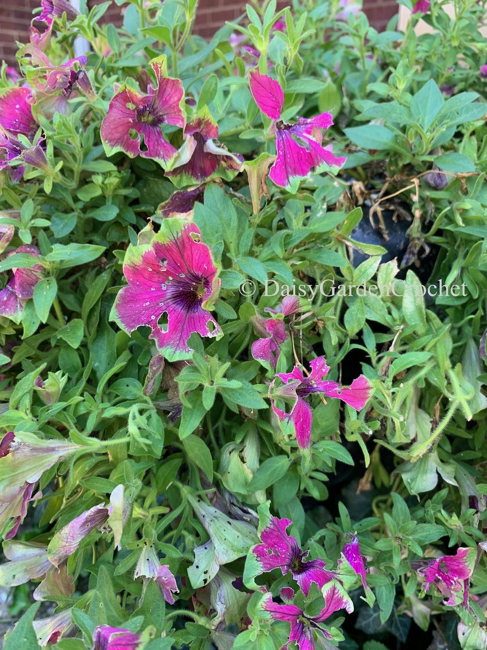 What’s Eating My Petunias? The Attack of the Budworm – DaisyGardenCrochet