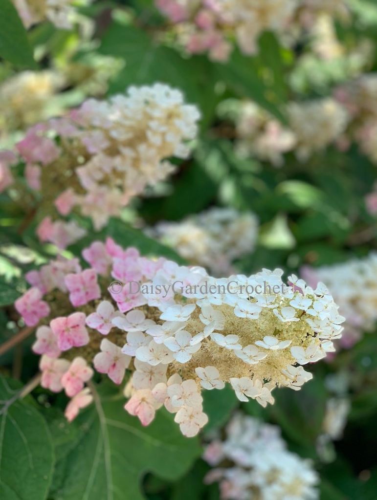 Heaven Scent, Fragrant ‘Snow Queen’ Oakleaf Hydrangea – DaisyGardenCrochet