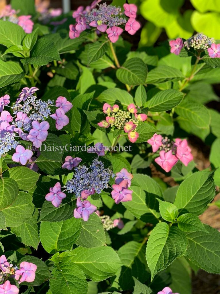 A Flowering Shrub for Shade, the Tuff Stuff™ Red Mountain Hydrangea ...